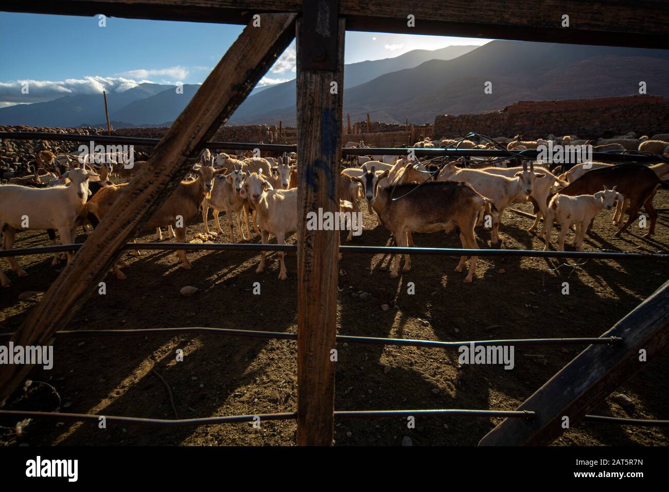 Corral with goats from a family living hugh up on the Andes Mountains ...