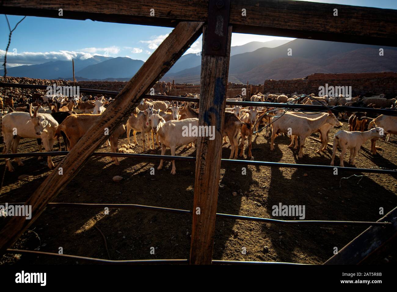 Corral with goats from a family living hugh up on the Andes Mountains ...