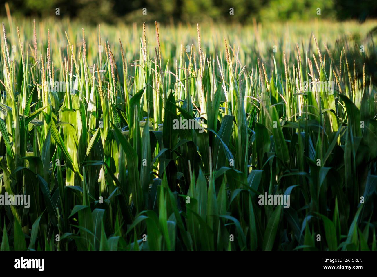 Corn fertilization hi-res stock photography and images - Alamy