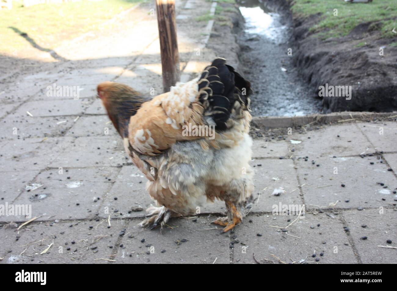 a hen scratches in the garden of an undisturbed farm in netherlands ...