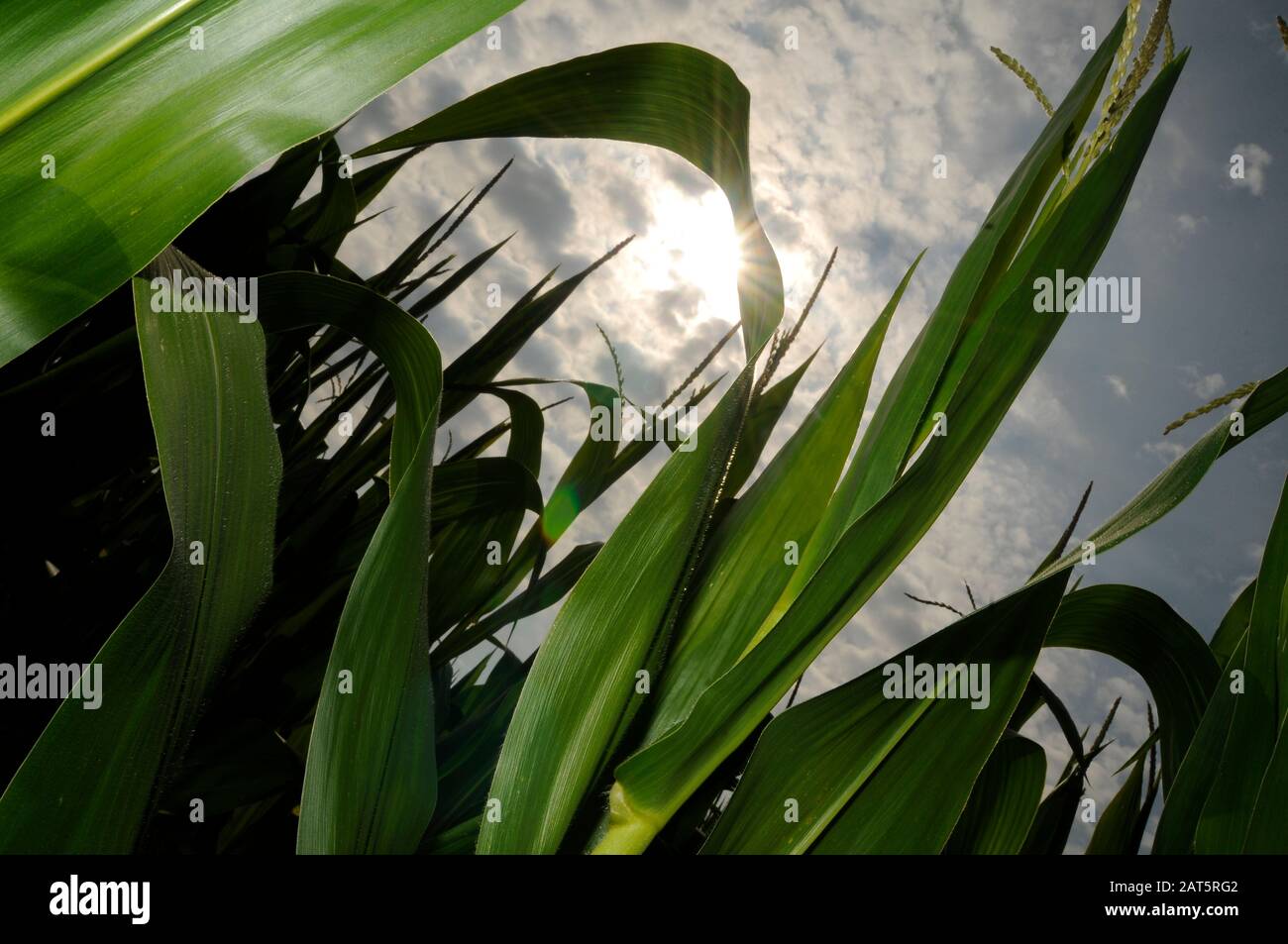 Planting sweet corn hi-res stock photography and images - Alamy