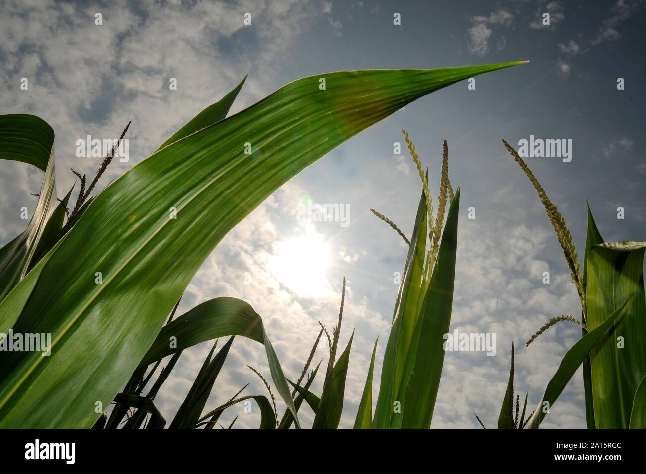 Planting sweet corn hi-res stock photography and images - Alamy