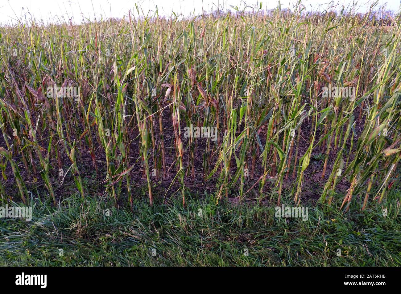 A corn field damaged by a hail storm Stock Photo - Alamy