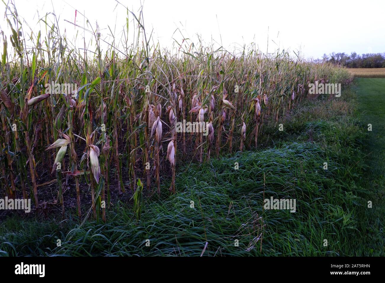 A corn field damaged by a hail storm Stock Photo - Alamy