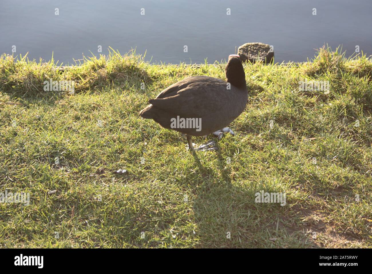 a hen scratches in the garden of an undisturbed farm in netherlands ...