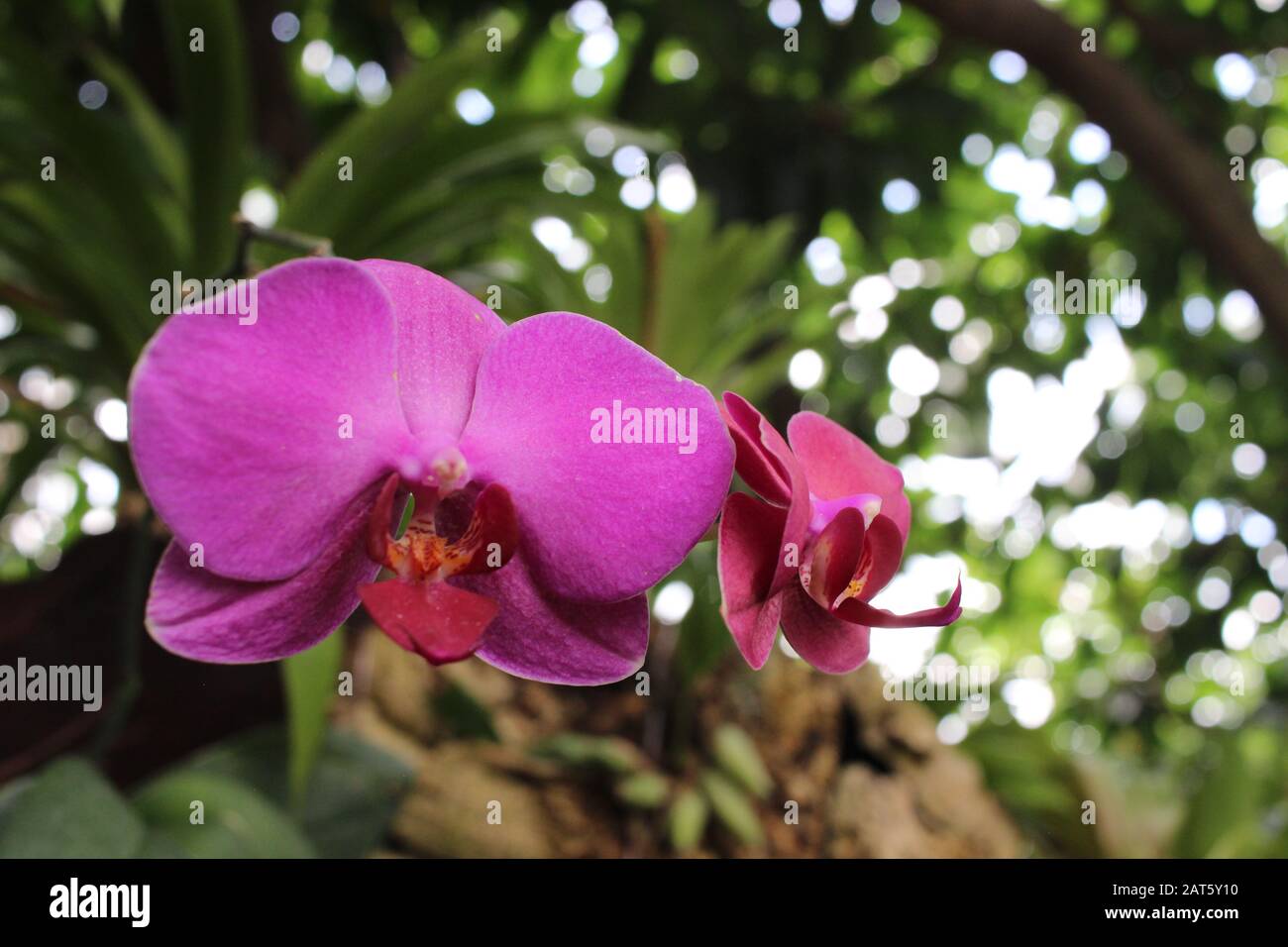 Pale Purple Flower Stock Photo - Alamy
