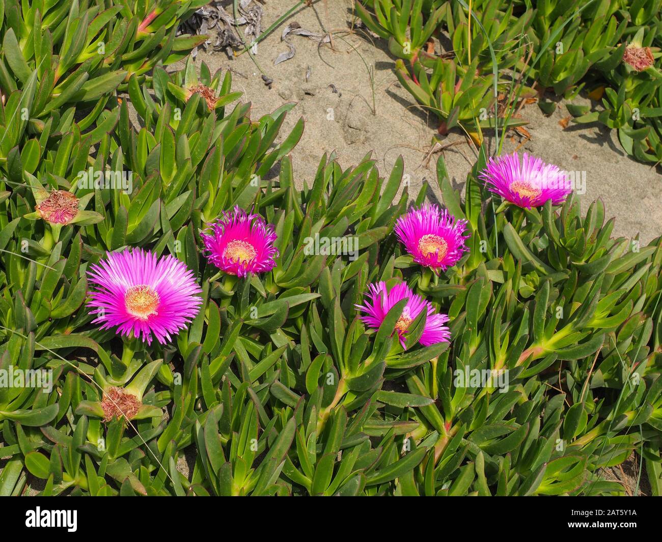 Carpobrotus Edulis Chilensis High Resolution Stock Photography and ...