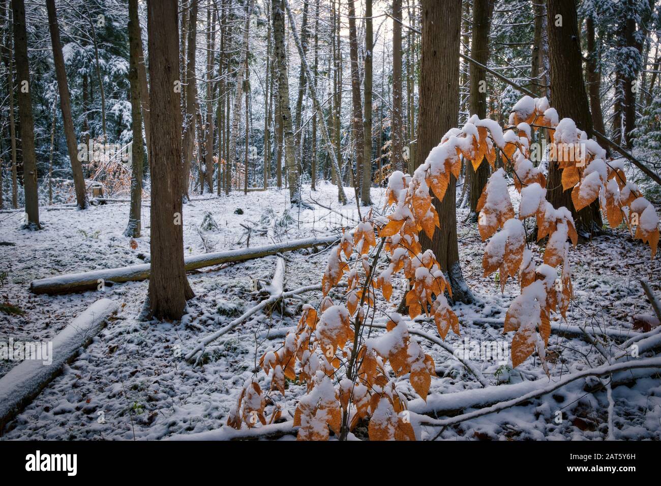 First winter snowfall in the forest Stock Photo - Alamy
