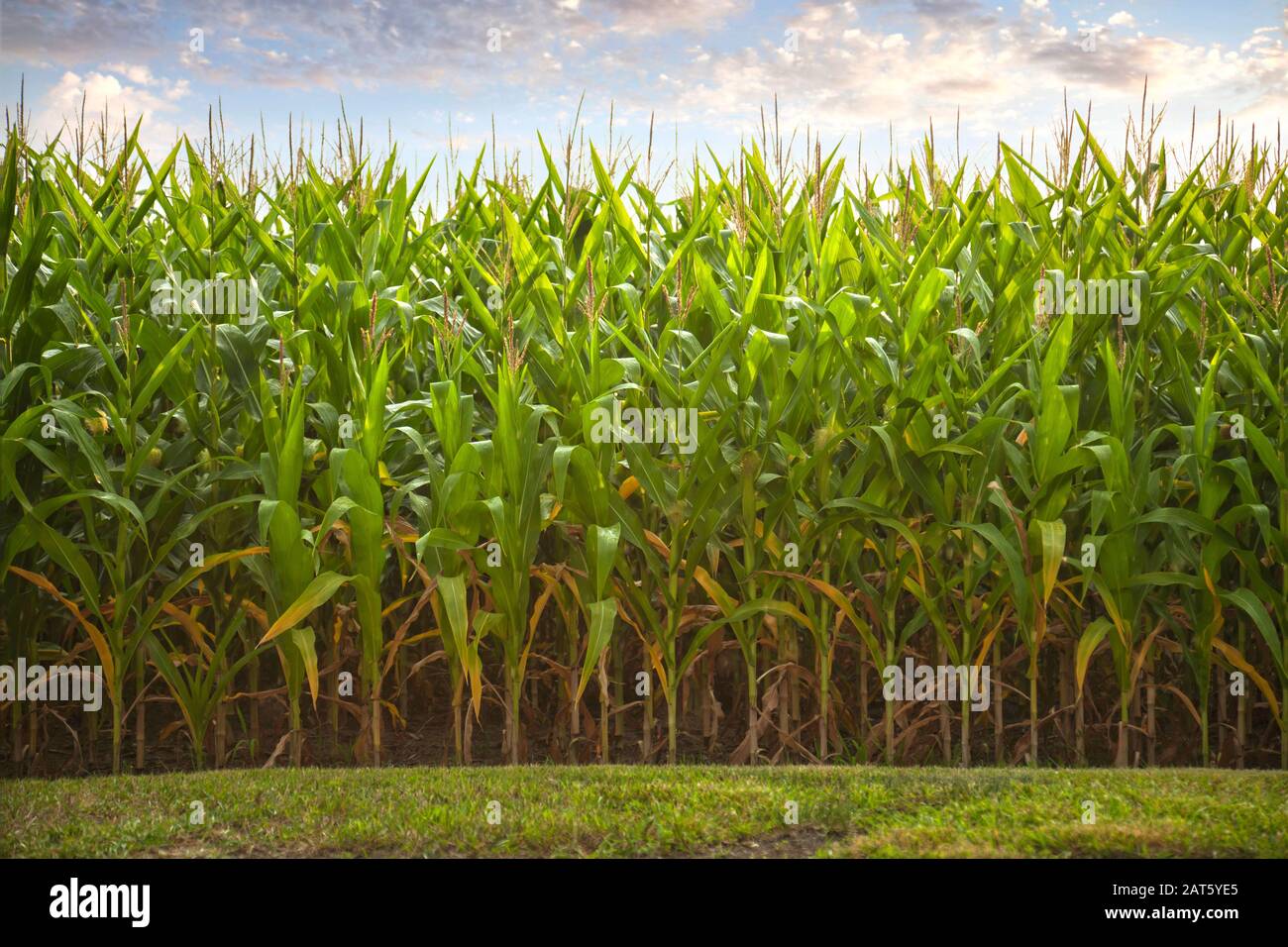 Corn crop farming hi-res stock photography and images - Alamy