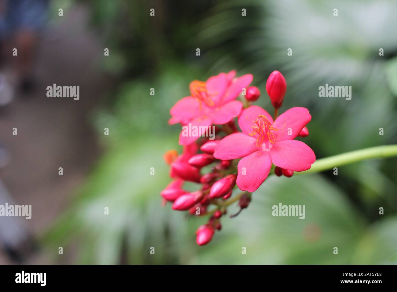 Pink Budding Flowers Stock Photo - Alamy