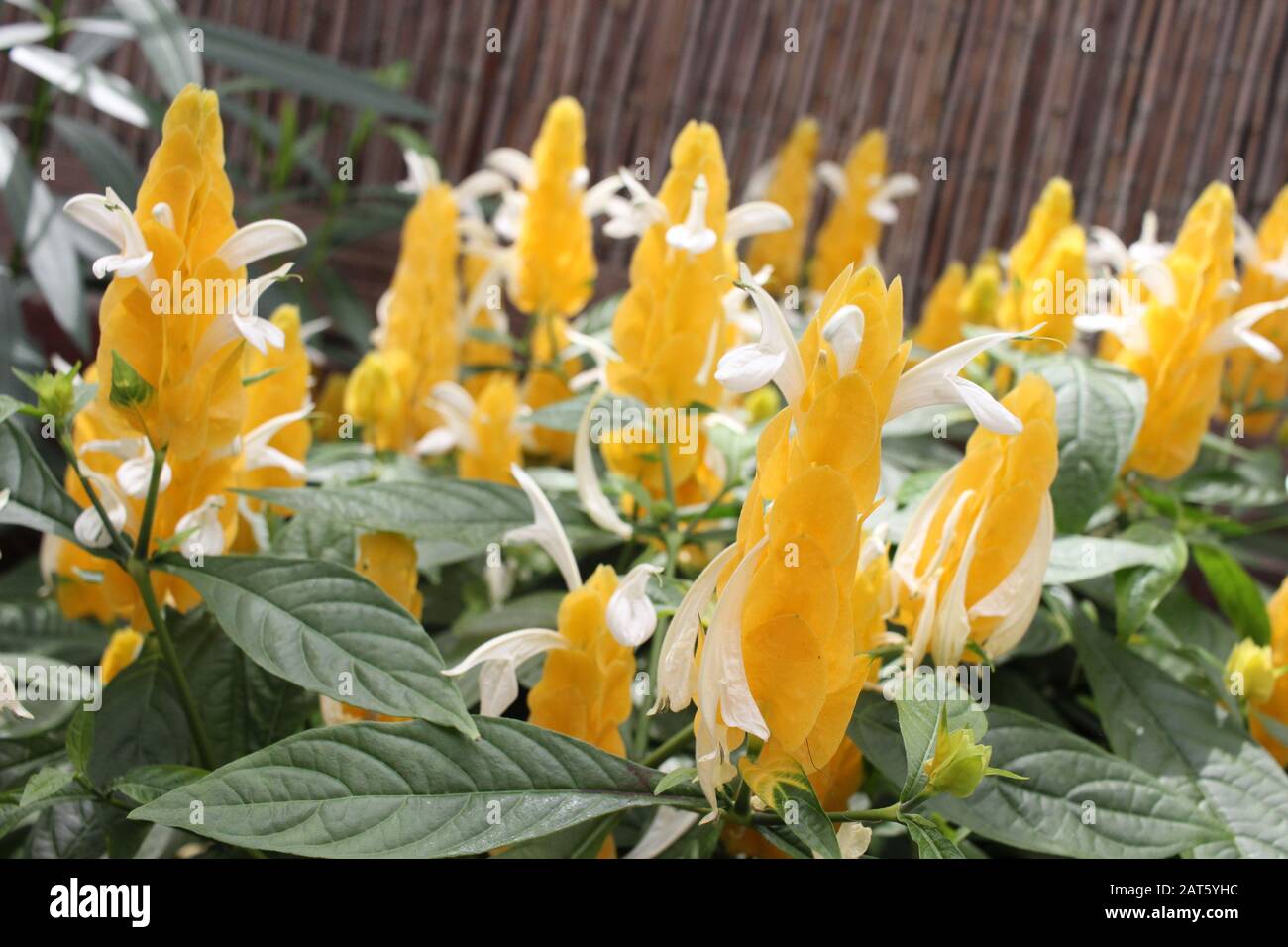 Calming flower hi-res stock photography and images - Alamy