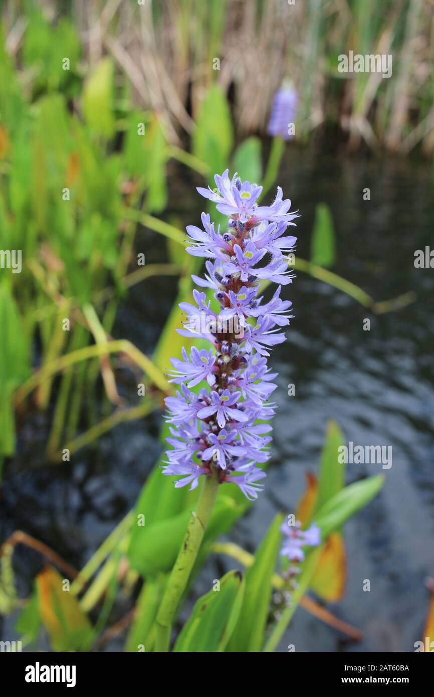 Purple stock flower hi-res stock photography and images - Alamy
