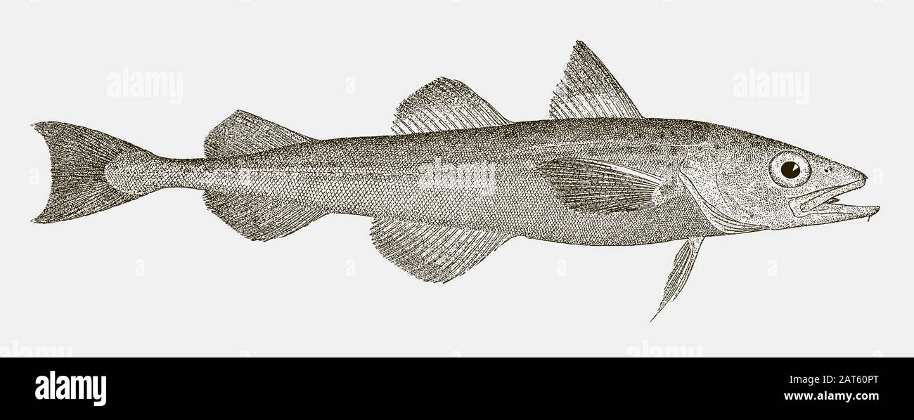 Alaska pollock fishery hi-res stock photography and images - Alamy