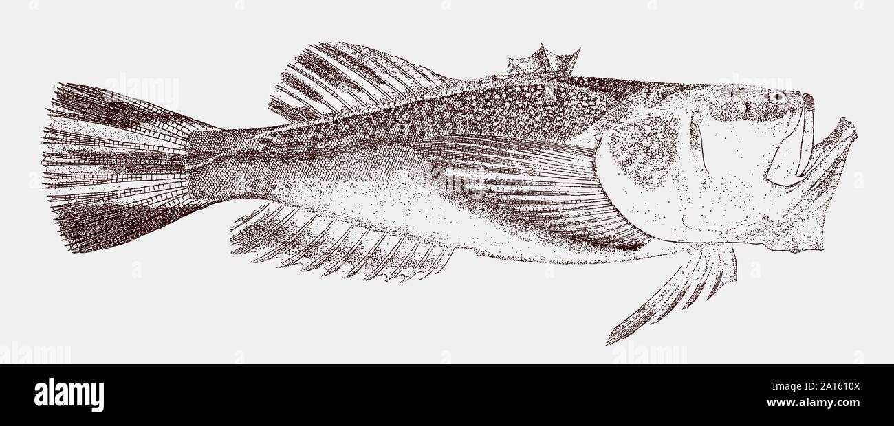 Astroscopus Stock Vector Images - Alamy