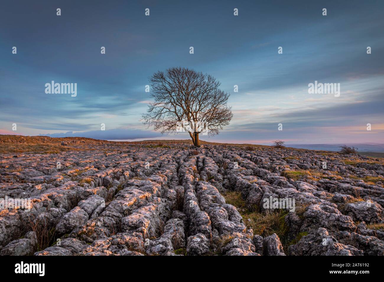 Malham tree hi-res stock photography and images - Alamy