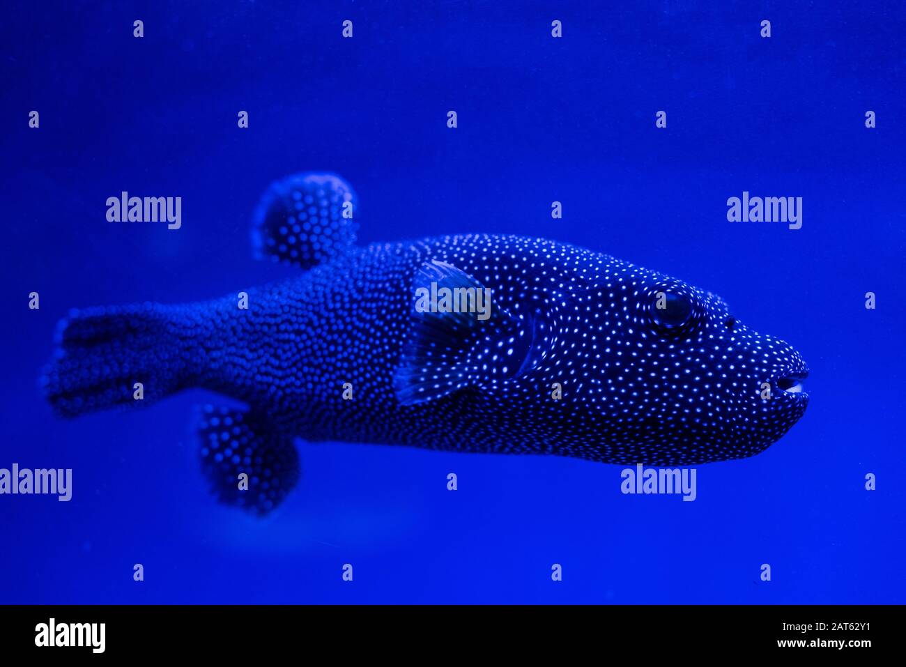 Dotted fish hi-res stock photography and images - Alamy