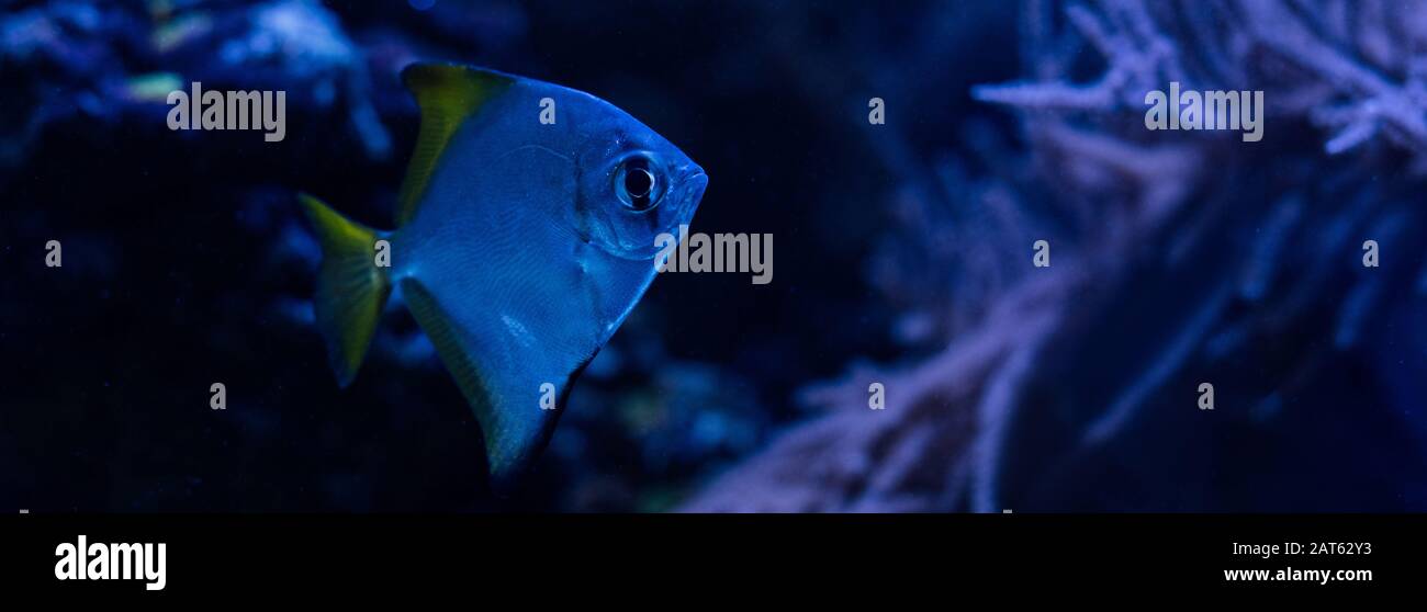exotic fish swimming under water in dark aquarium with blue lighting ...
