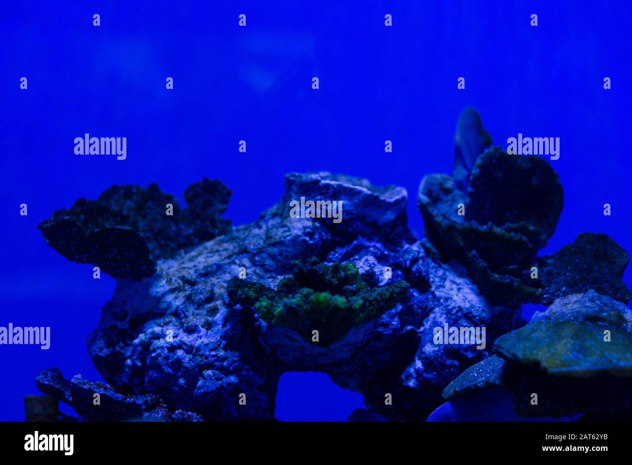 exotic corals under water in aquarium with blue neon lighting Stock ...