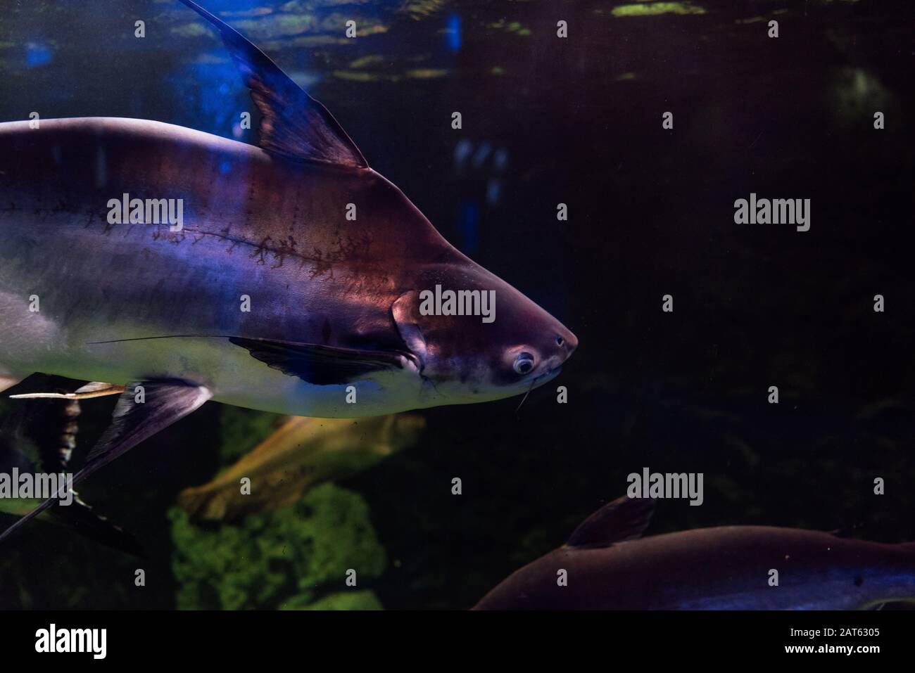 fish swimming under water in aquarium Stock Photo - Alamy