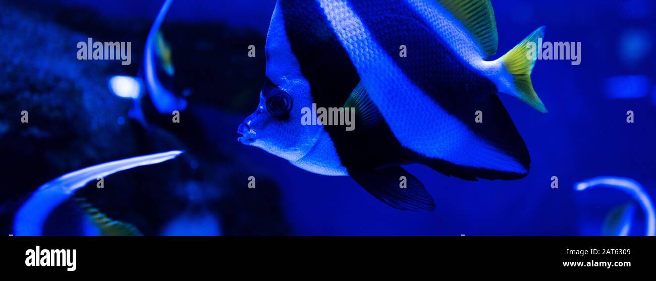 close up view of striped fish swimming under water in aquarium with ...