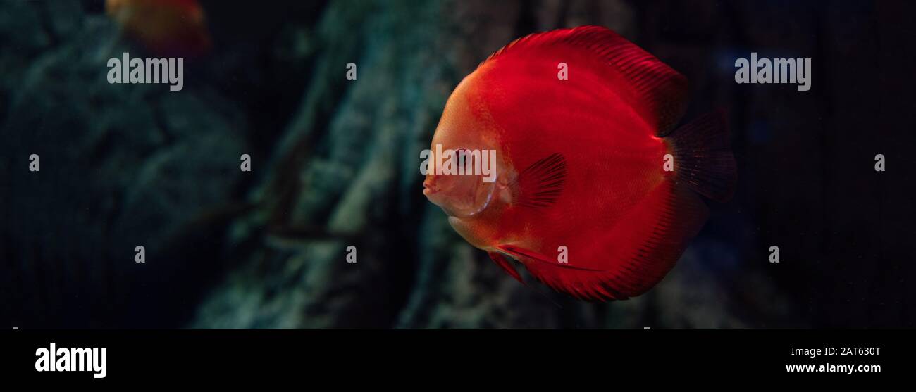 goldfish swimming under water in aquarium, panoramic shot Stock Photo ...