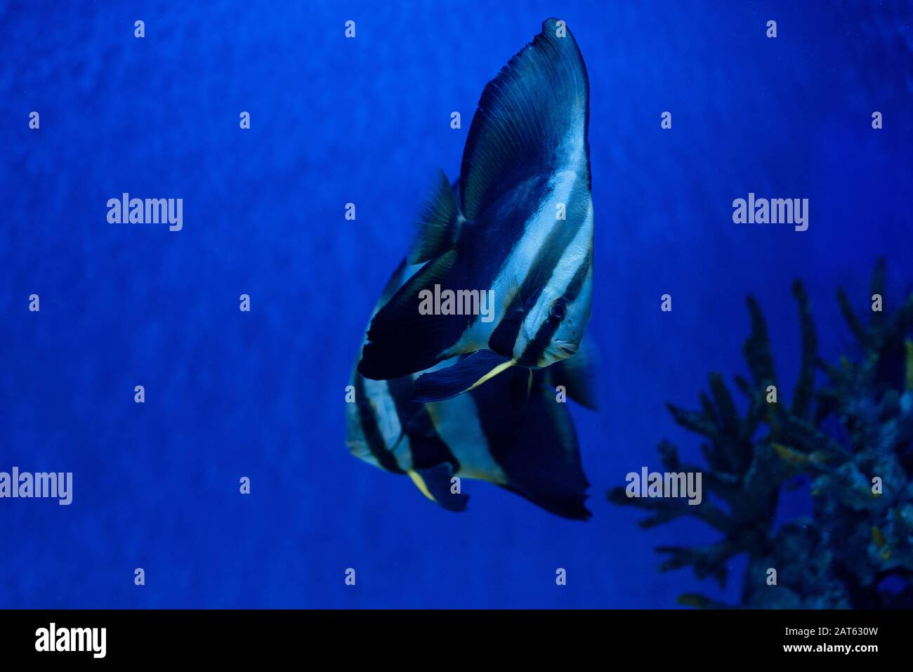 striped fishes swimming under water in aquarium with blue lighting ...