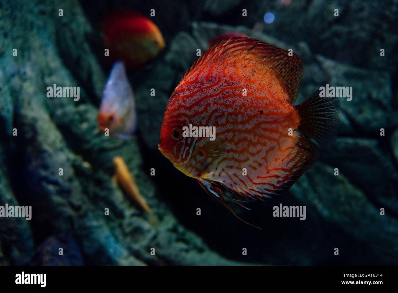 Goldfish in aquarium oceanarium hi-res stock photography and images - Alamy