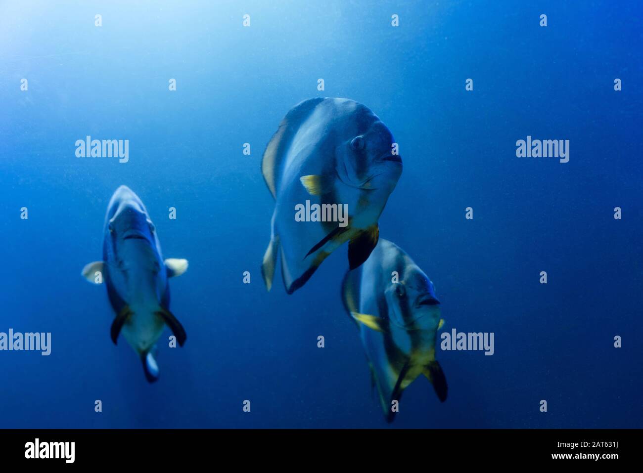 striped fishes swimming under water in aquarium with blue lighting ...