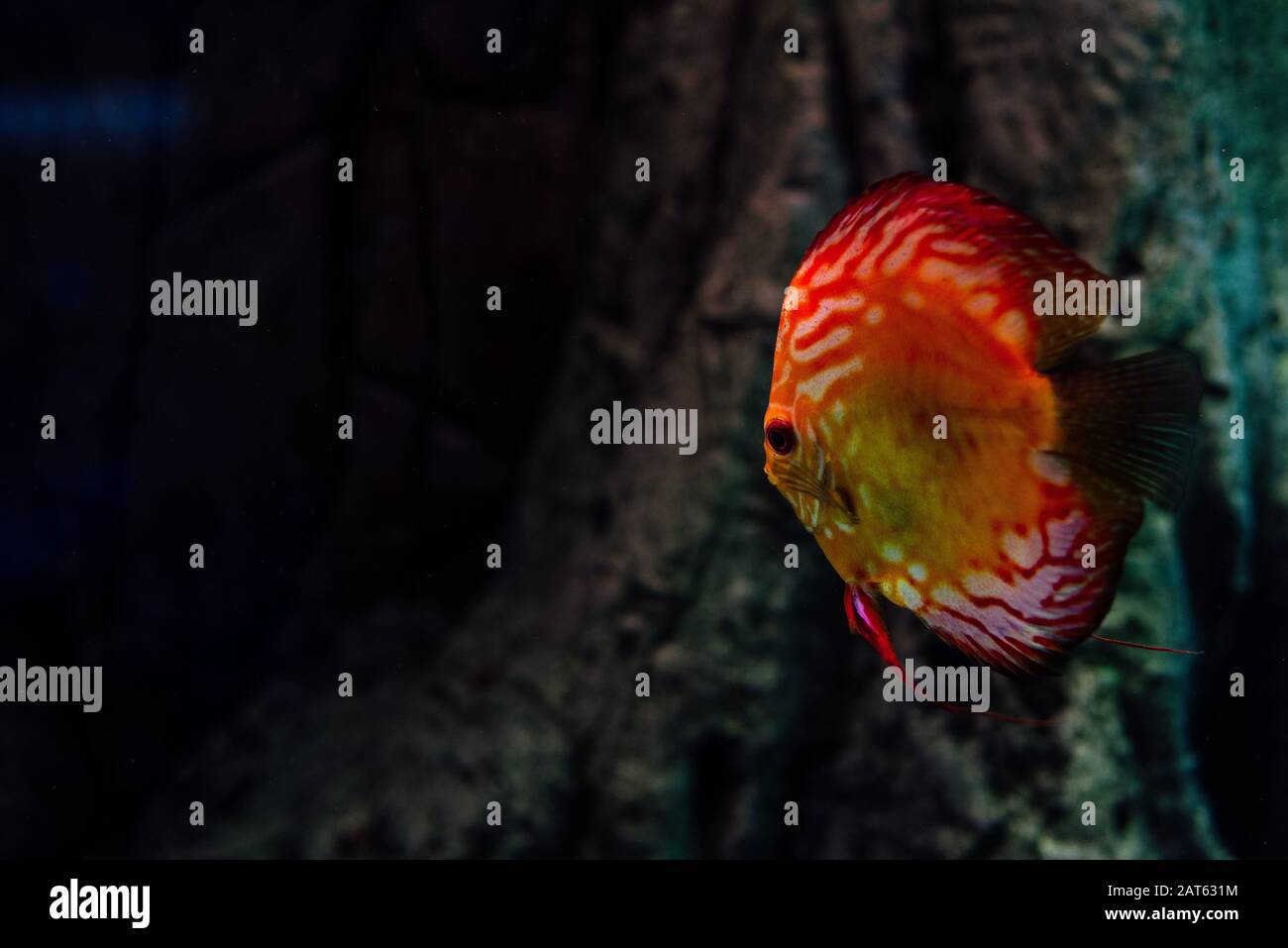 red fish swimming under water in dark aquarium Stock Photo - Alamy
