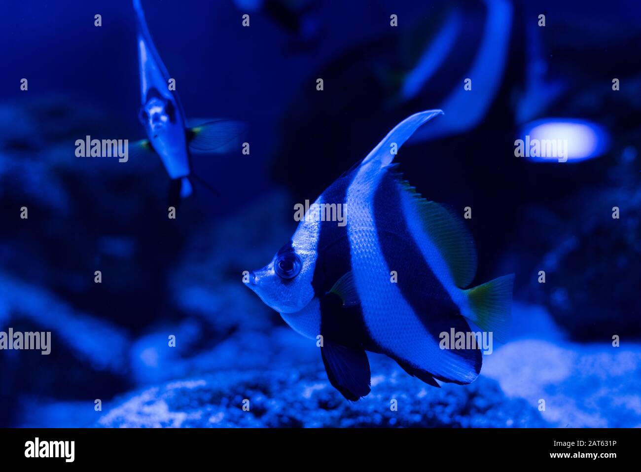 striped fishes swimming under water in aquarium with blue lighting ...
