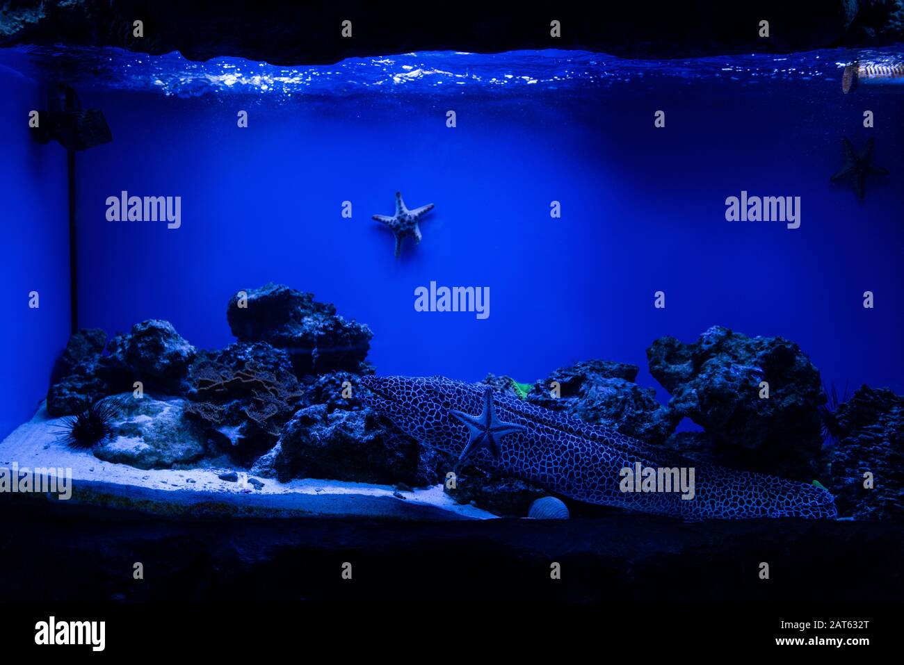 fish swimming under water in aquarium with blue lighting and starfishes ...
