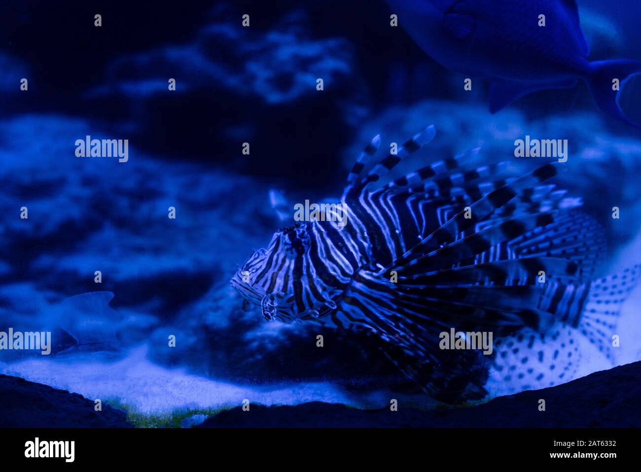 Striped fish swimming under hi-res stock photography and images - Alamy