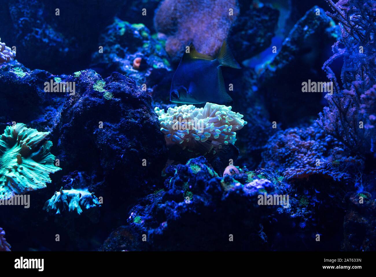 exotic neon corals under water in aquarium with blue lighting Stock ...