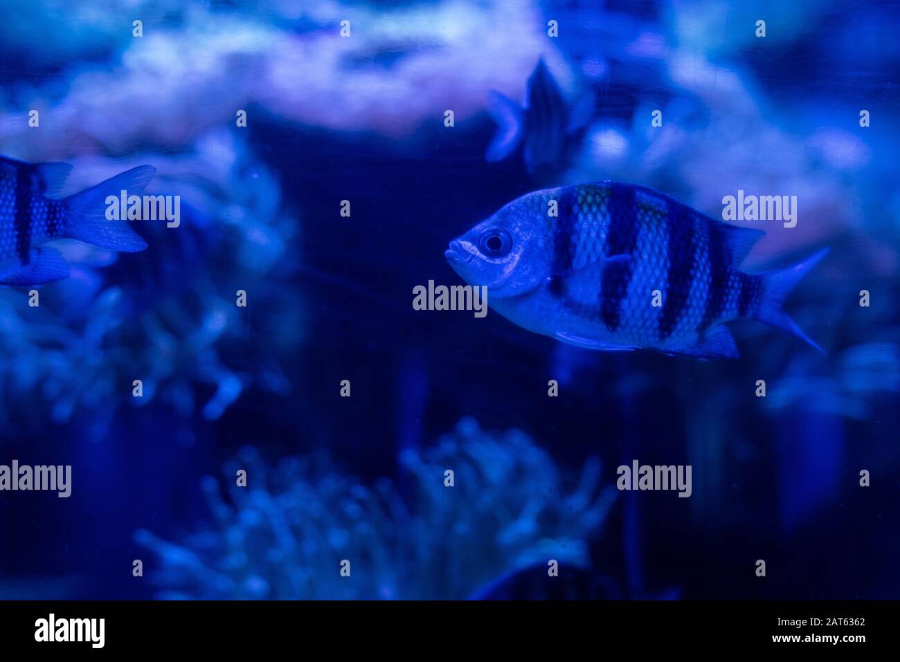 striped fishes swimming under water in aquarium with blue lighting ...