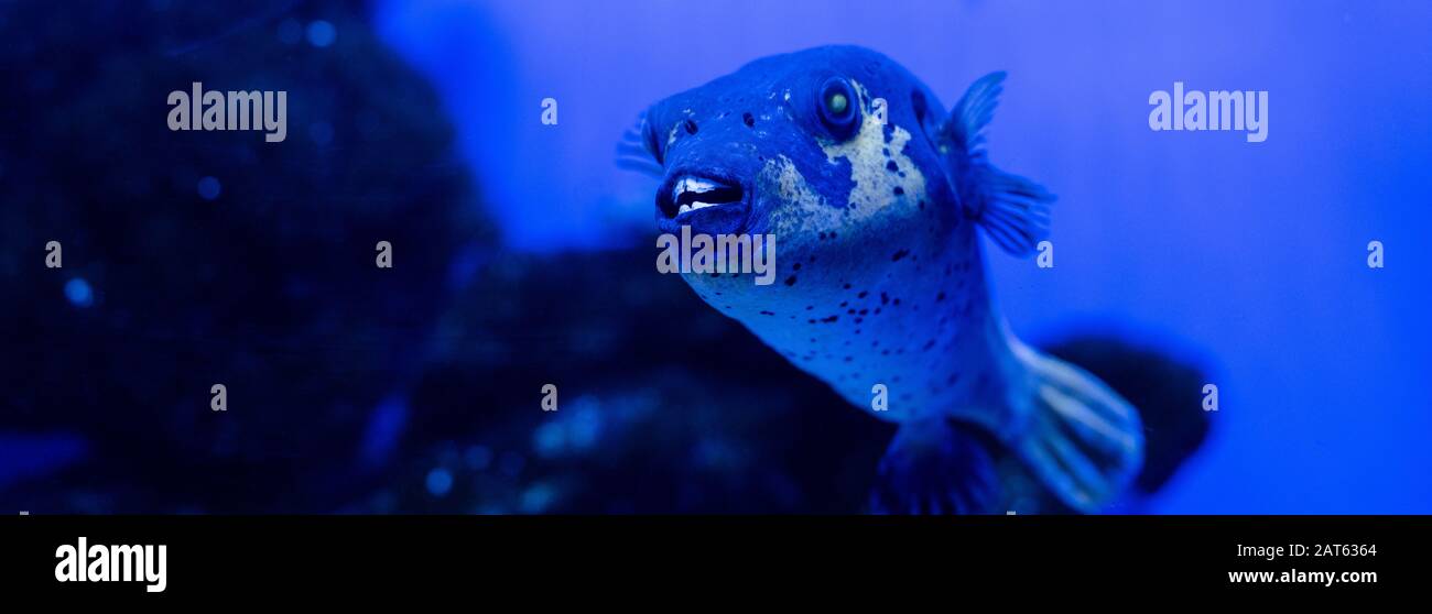 exotic fish swimming under water in aquarium with blue neon lighting ...