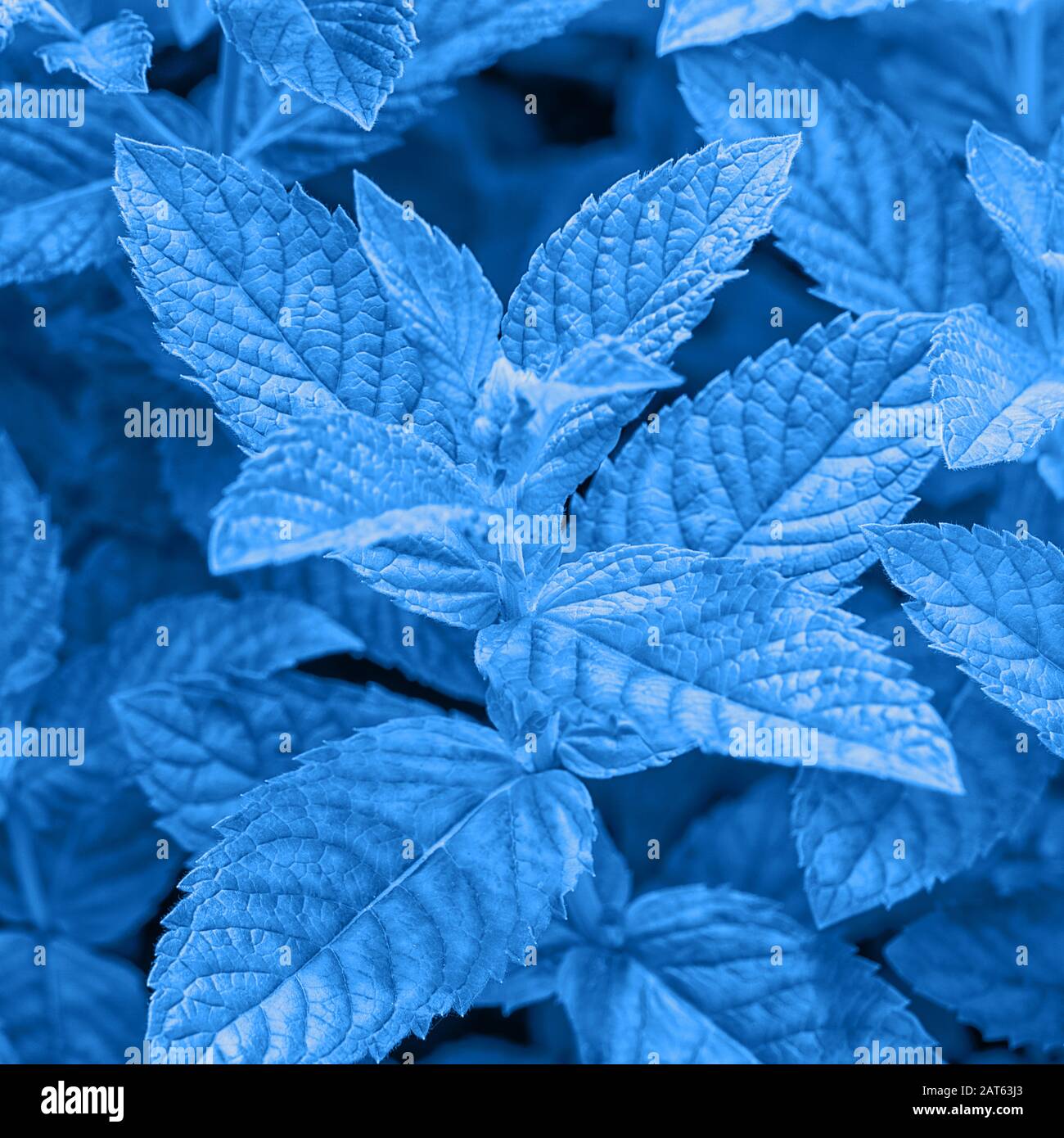 Color trend 2020 year classic blue. Flay lay fresh mint leaves toned in ...