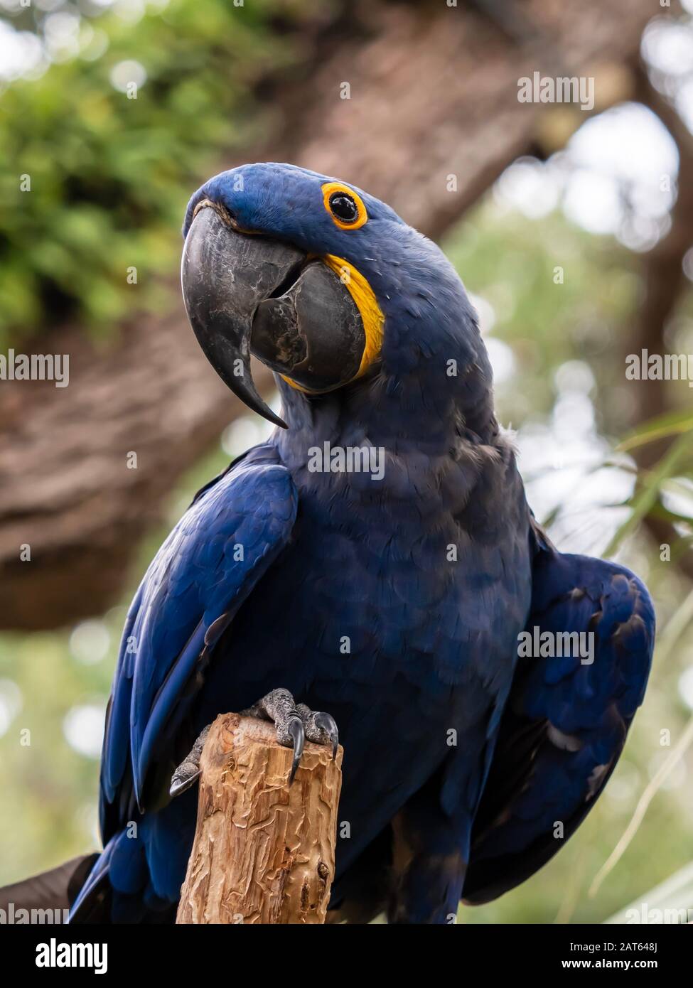 Blue and yellow Hyacinth Macaw bird perched in nature with leafy ...