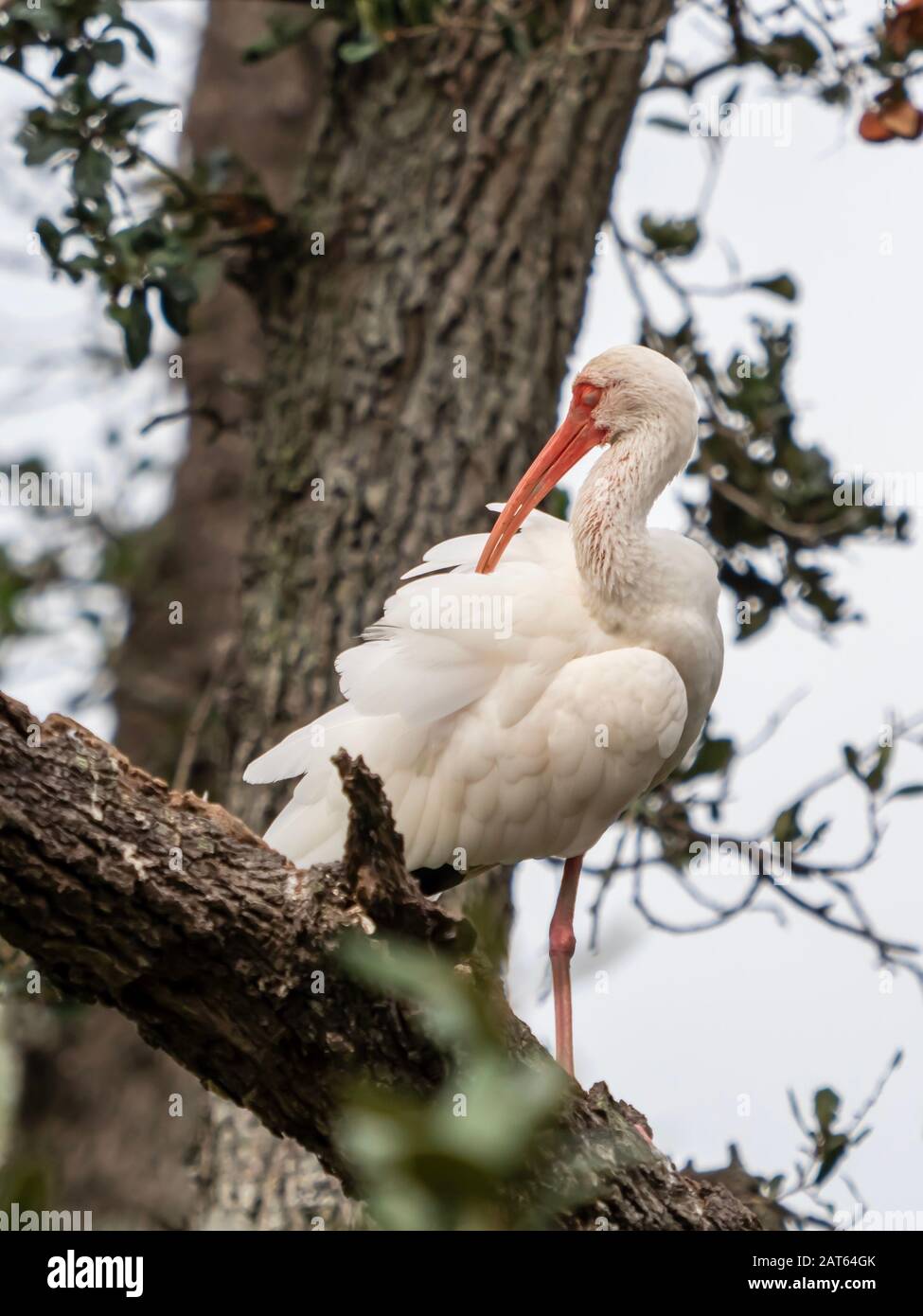 White pterodactyl bird perched on a tree with its feathers fluffed up ...