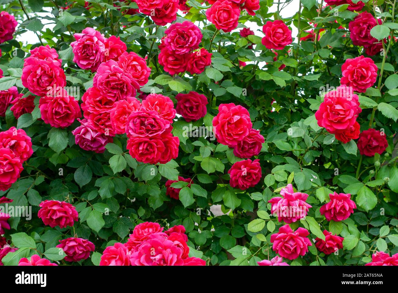 Close up shot of a red rose bush Stock Photo - Alamy