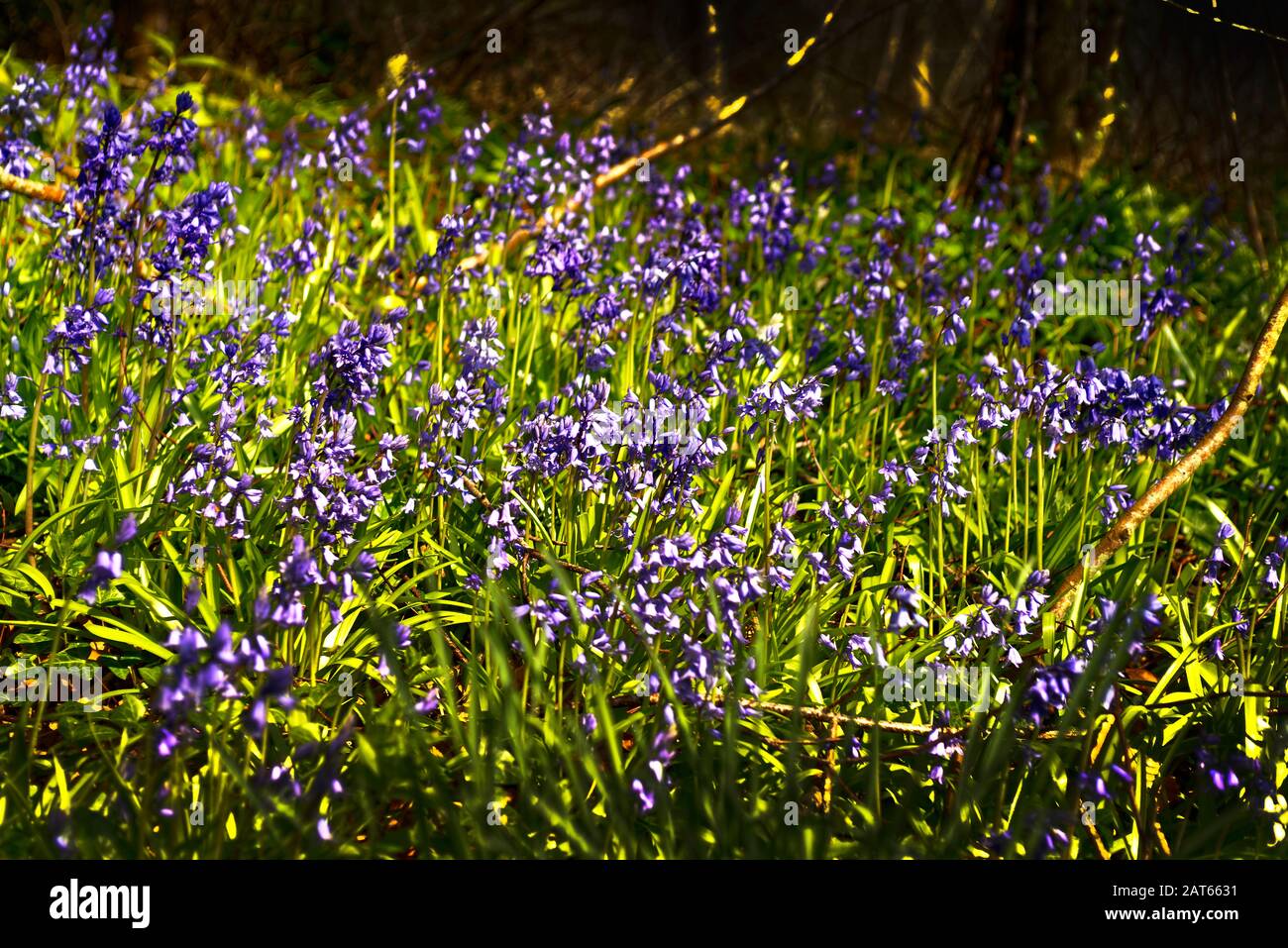 Little Bredy is a delightful park and village in Dorset Stock Photo - Alamy