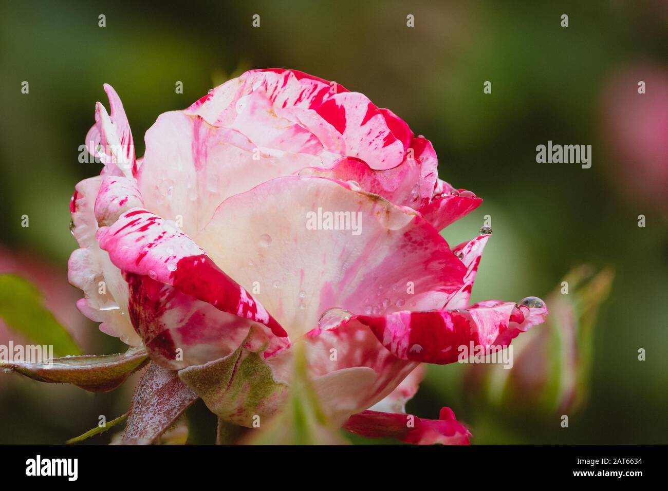 Pink and white striped flower hi-res stock photography and images - Alamy