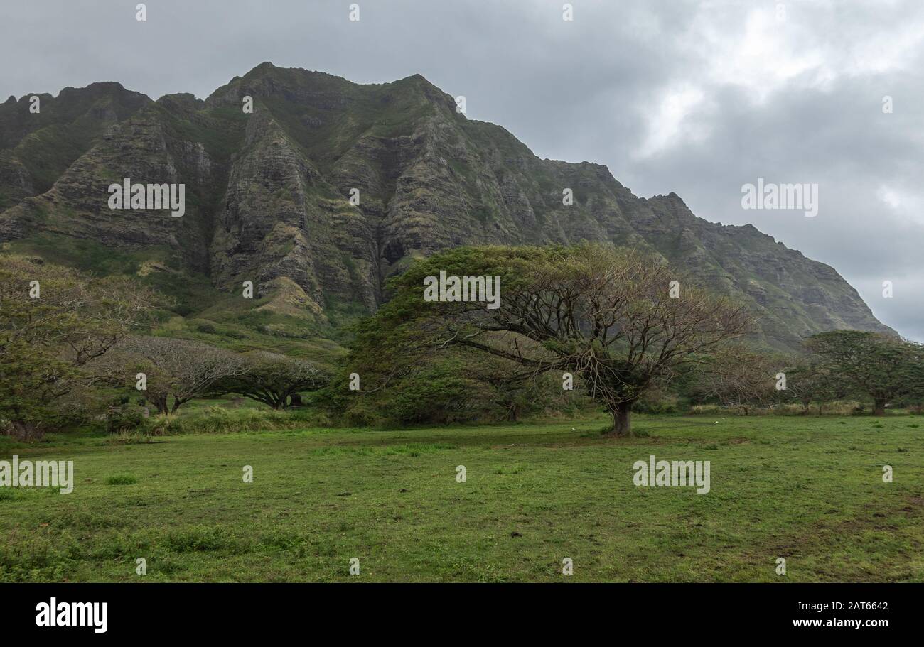 Koa tree hi-res stock photography and images - Alamy