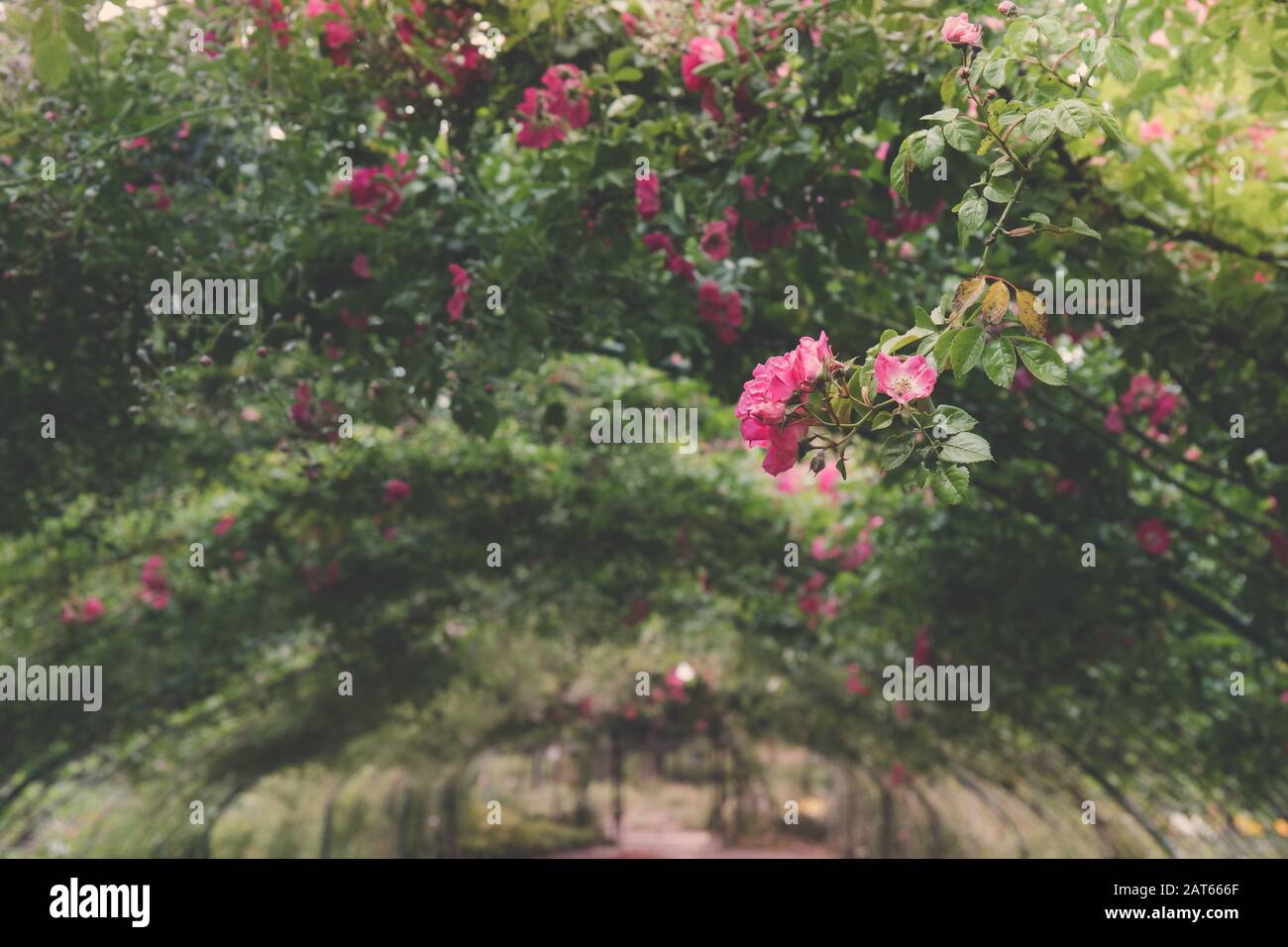 Rose garden arbor hi-res stock photography and images - Alamy
