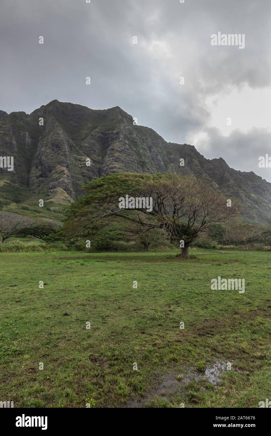 Koa tree hi-res stock photography and images - Alamy