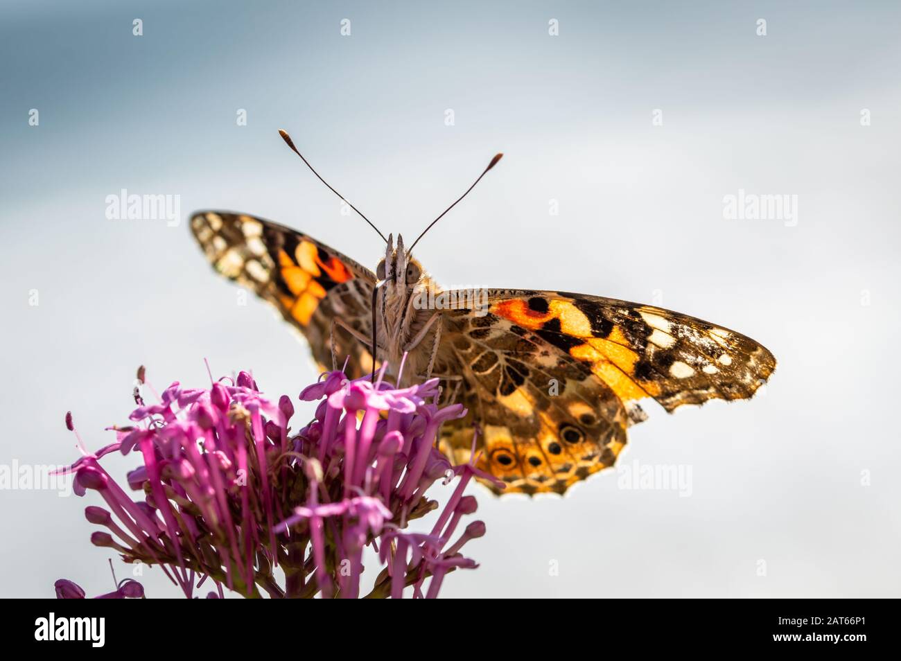 Our lady of ireland hi-res stock photography and images - Alamy