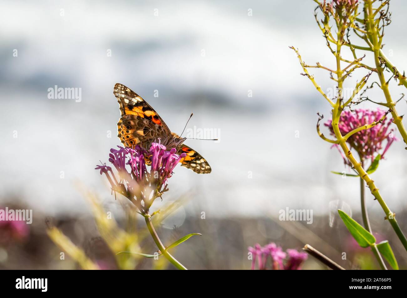 Painted Lady butterfly and Red Valerian at the seaside Stock Photo - Alamy