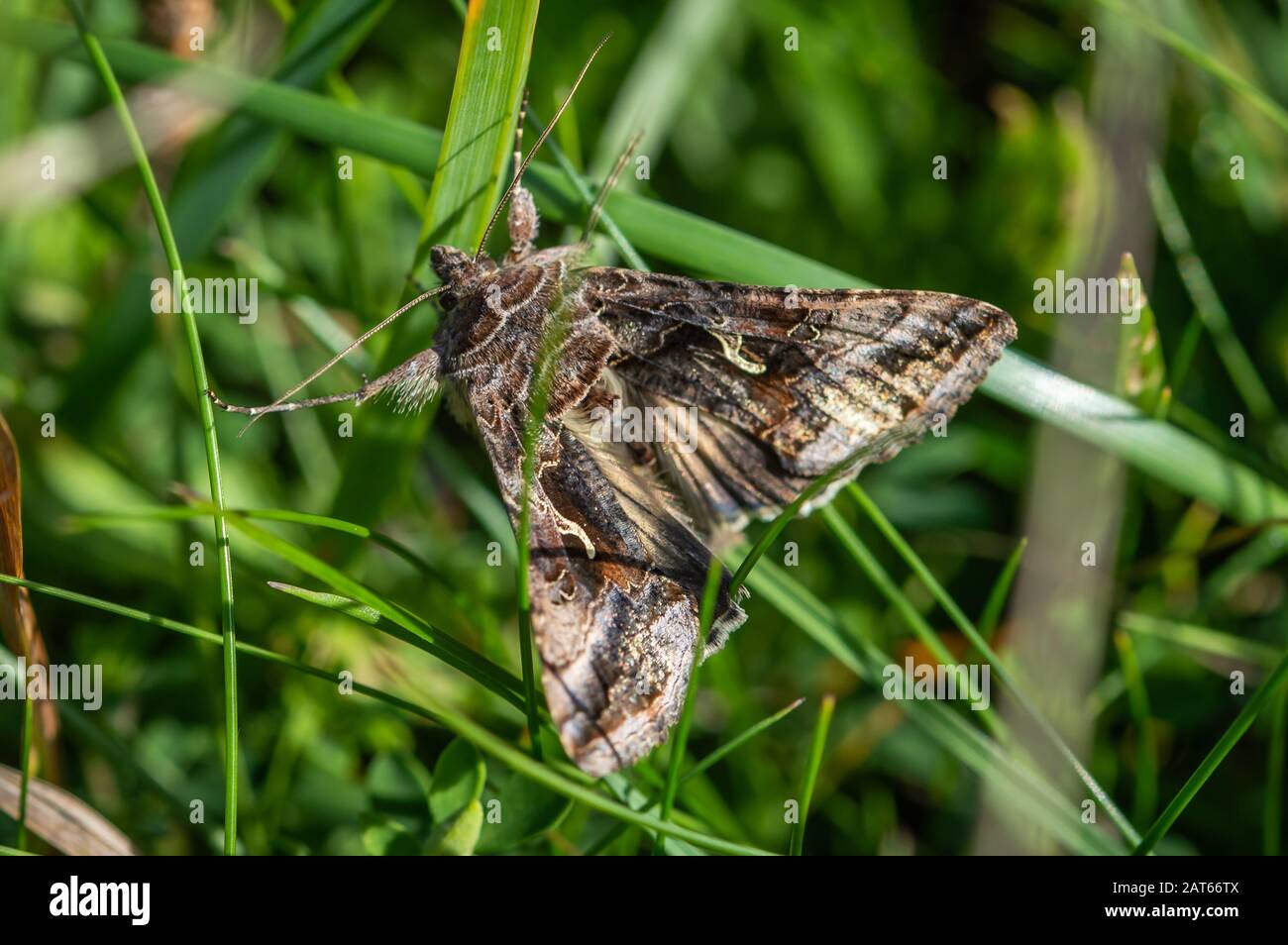 Silver y moth hi-res stock photography and images - Alamy