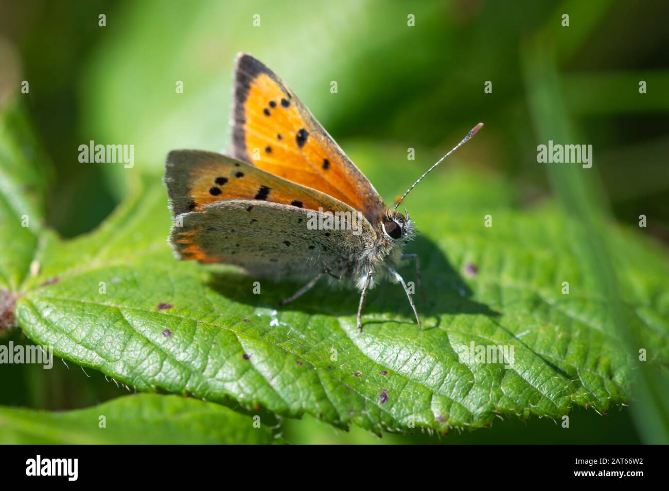 Small copper and leaf hi-res stock photography and images - Alamy