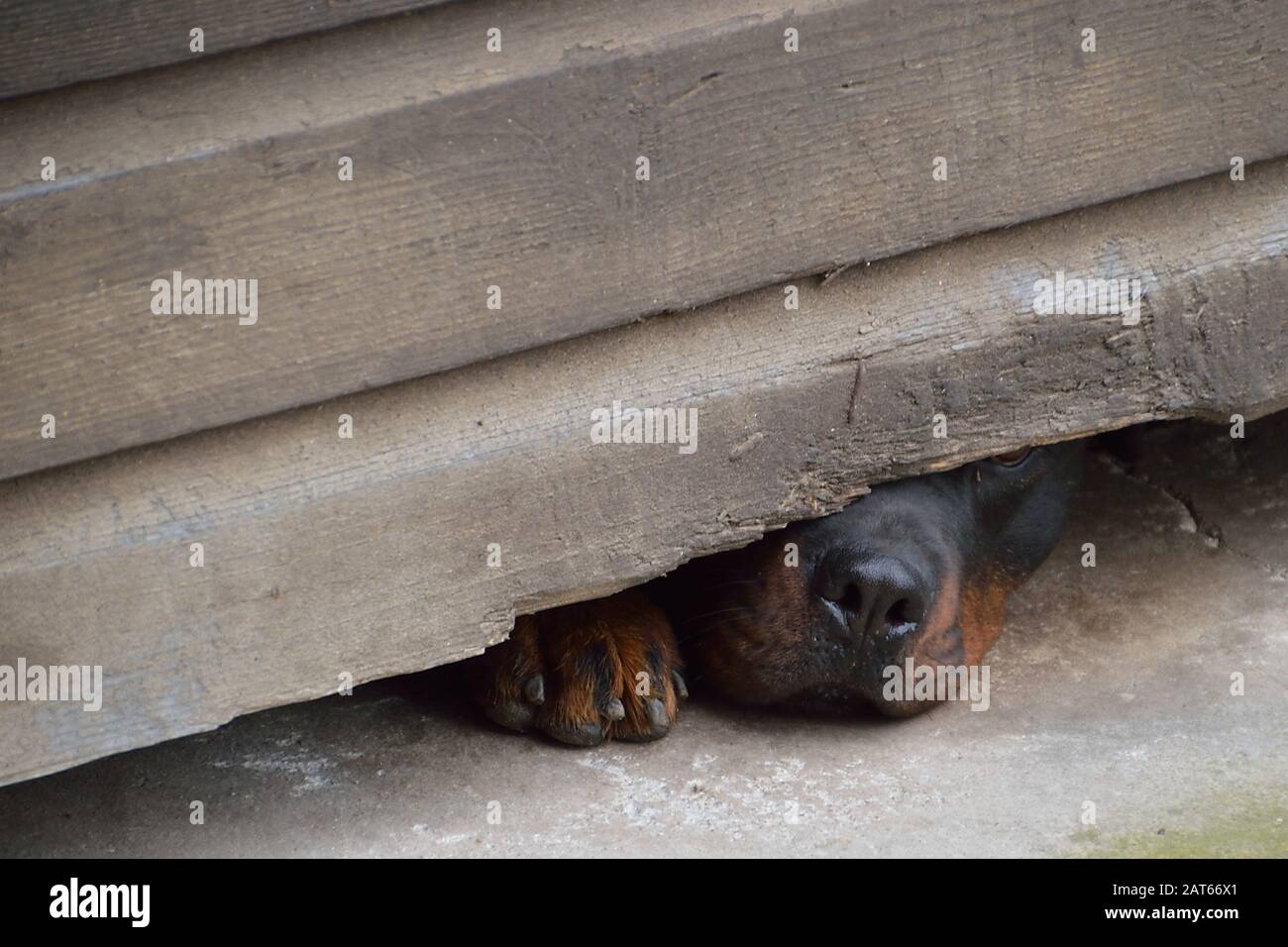 curious dog sneaking his nose under a wooden fence Stock Photo - Alamy