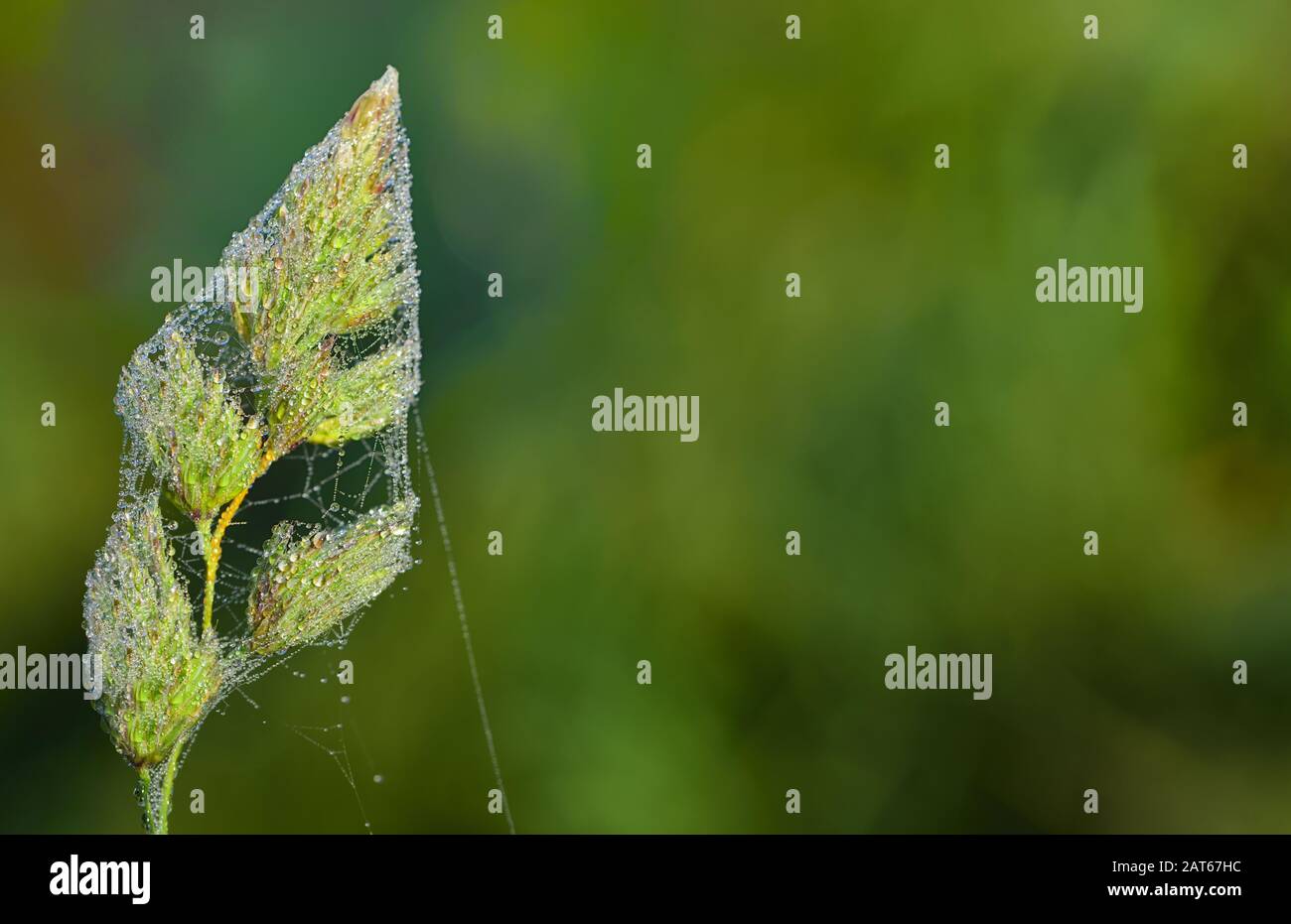 Grass ear of corn hi-res stock photography and images - Alamy